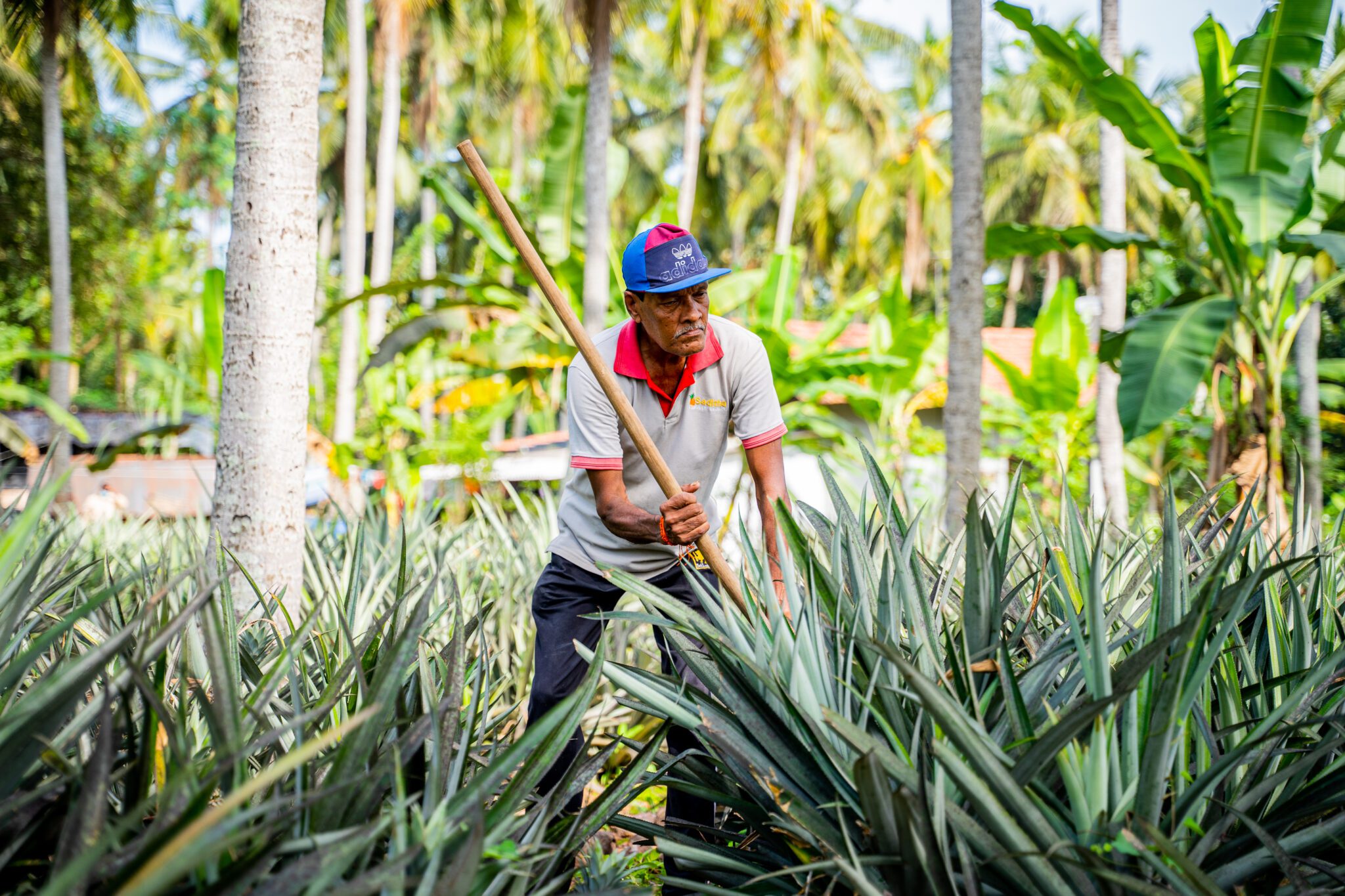 ALS: Pioneering Coconut Oil Mill Since 1907 | Grandpass & Pannala